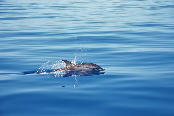 Whale and Dolphin Watching Tour in Madeira