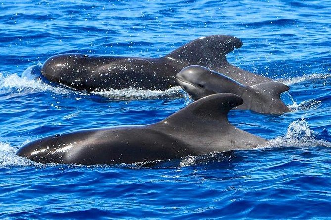 Whale Watching Catamaran to Los Gigantes & Masca (Including drinks & warm lunch)