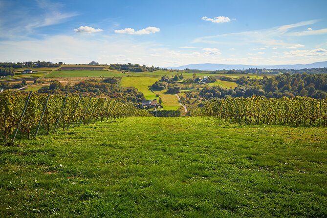 Wieliczka Vineyard: Wine tasting with local snacks