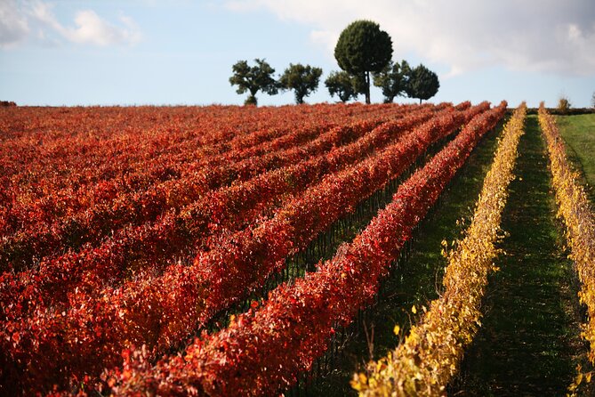 Winery Tour and Private Tasting in Montefalco