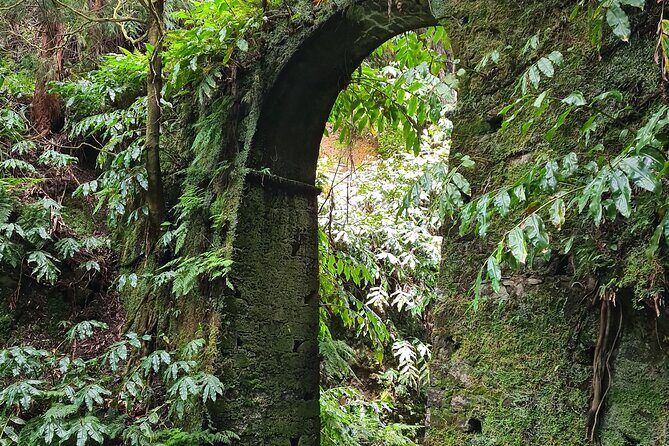 3 Hours Guided Forest Bathing Hike in Portugal