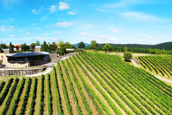 Bilbao Txakoli Wine Tour - Who Will Love This Tour?