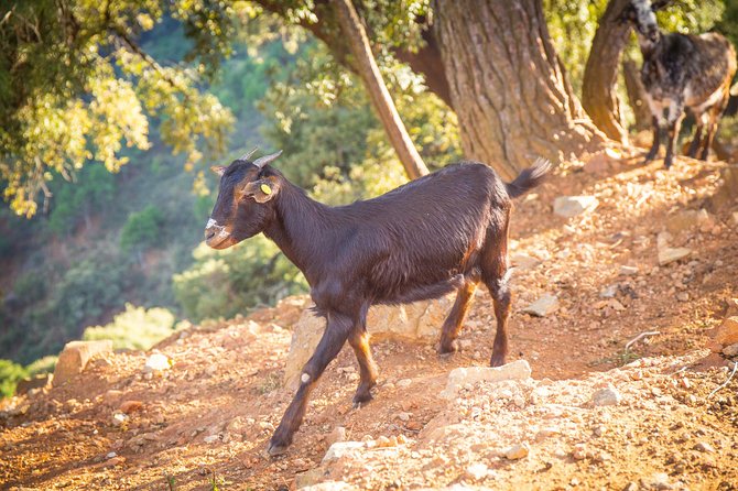 Buggy Adventure with Incredible Views of the Sea and the Reservoir - The Guides and the Experience