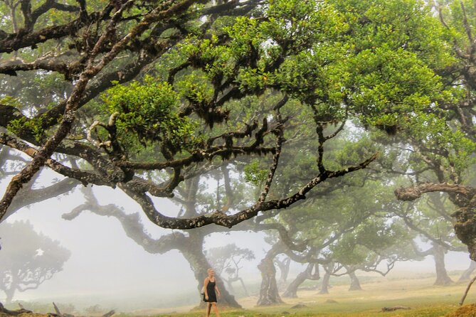 Discovering Northwest Madiera Shore Excursion w/ Harbour pickup - The Sum Up: Is This Tour Right for You?
