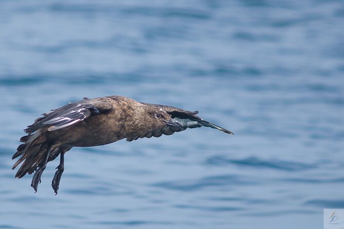 Feathers & Scales - The Practical Details: Logistics, Price, and Group Size