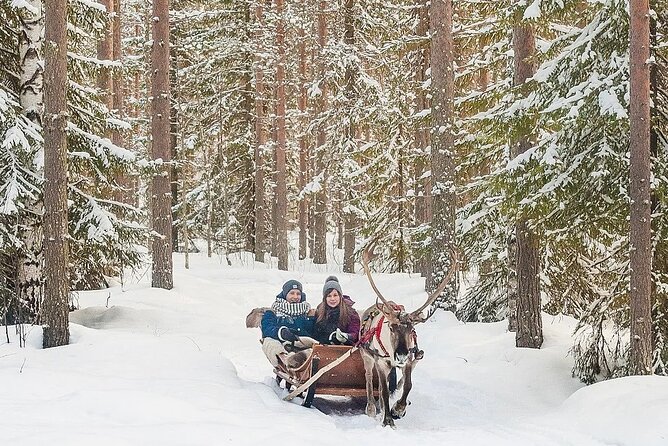 Forest Trail Reindeer Safari - Price and Value