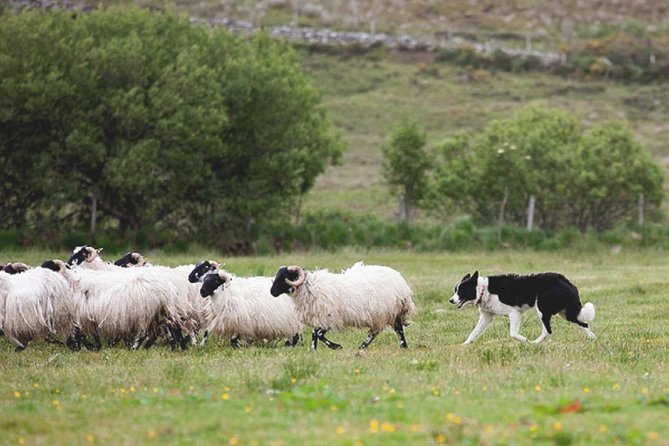 From Dublin: Wicklow, Glendalough, Waterfall & Sheepdog demo - What the Reviews Say: Authentic Insights