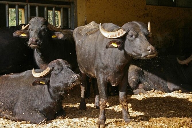 Guided tour from Agrigento: Sicilian traditions with a farm - The Overall Value: Is It Worth It?