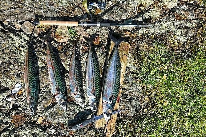 Inshore fishing in the Drangefjord - Reviews: What Real Travelers Say