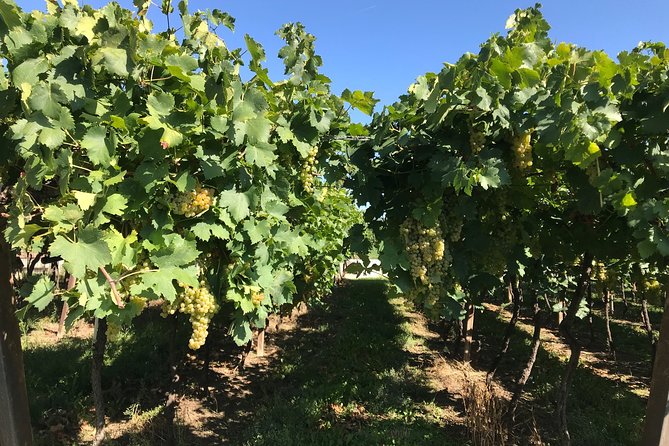 Lake Garda wine tasting: Pinot Noir & tortellini in a Medieval Village - The Sum Up