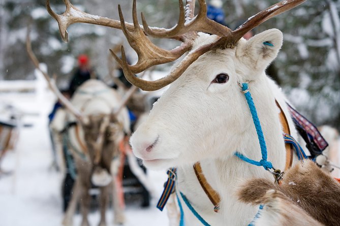 Lapland Reindeer and Husky Safari from Rovaniemi - Frequently Asked Questions