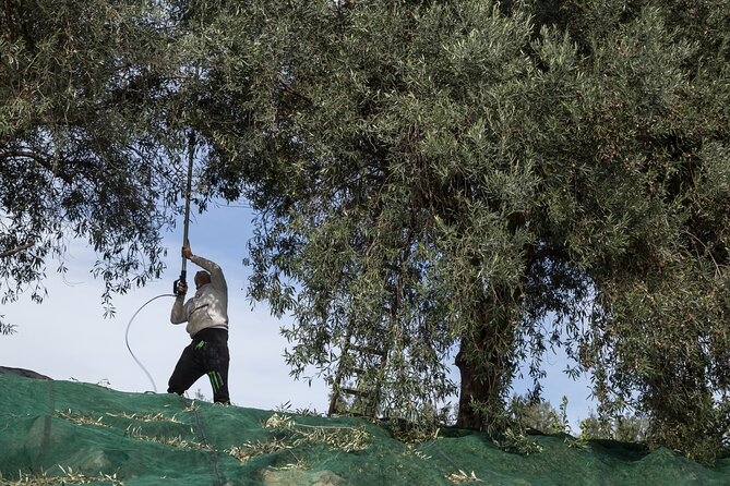 Olive Oil Tour Visit to the oil mill and olive oil tasting - Final Thoughts: Is This Tour for You?