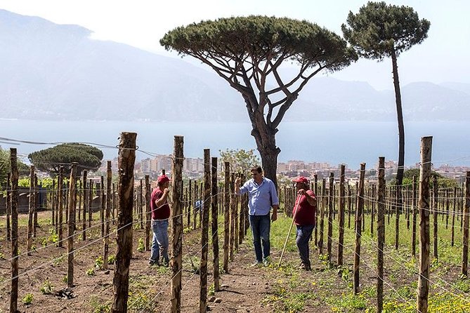 Organic Wine Tasting & Lunch on Vesuvius with Transfer from Sorrento Peninsula - Practical Tips and Final Thoughts