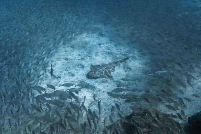 PADI Scuba Diver Course in Puerto de Mogan - Who Is This Tour Best For?