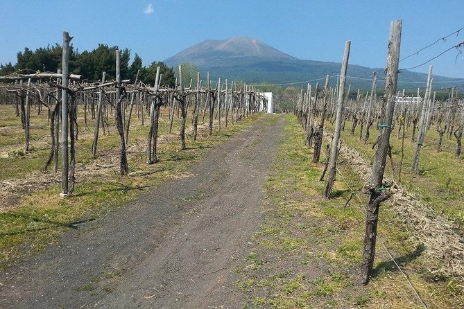 Pompeii-Wine tasting tour from Sorrento, licensed guide included - The Scenic Drive and Arrival at Cantina del Vesuvio