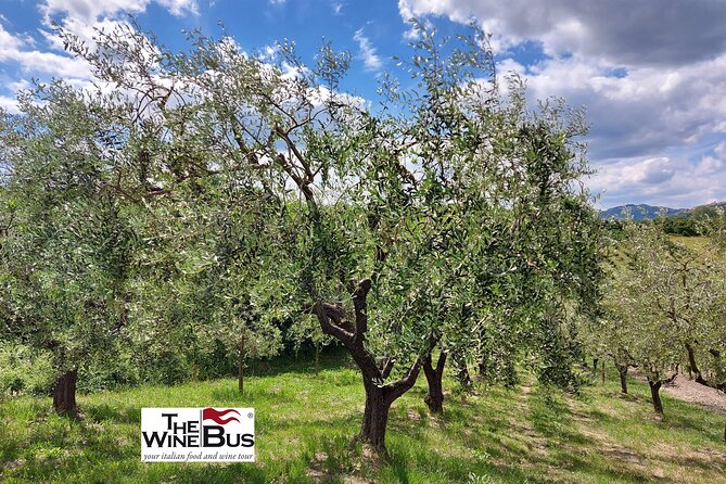 Private Irpinia Wine Tour from Sorrento with sommelier - Authenticity and Reviews