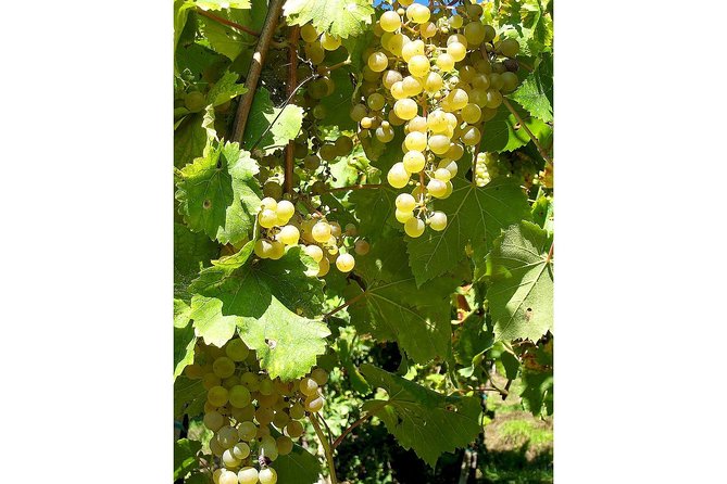 Prosecco and Cheese Tasting. From Venice. Full day - Frequently Asked Questions