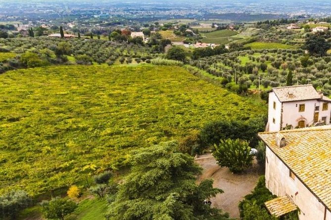 Rome: Wine Tour & Pizza Making Class in a Frascati's vineyard - 5 hours - Frequently Asked Questions