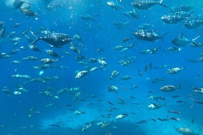 Semi-Submarine Tour from Agios Nikolaos - FAQs About the Semi-Submarine Tour