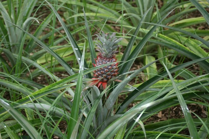 Shore Excursions to the volcano and crater of Lagoa das Sete Cidades - FAQ
