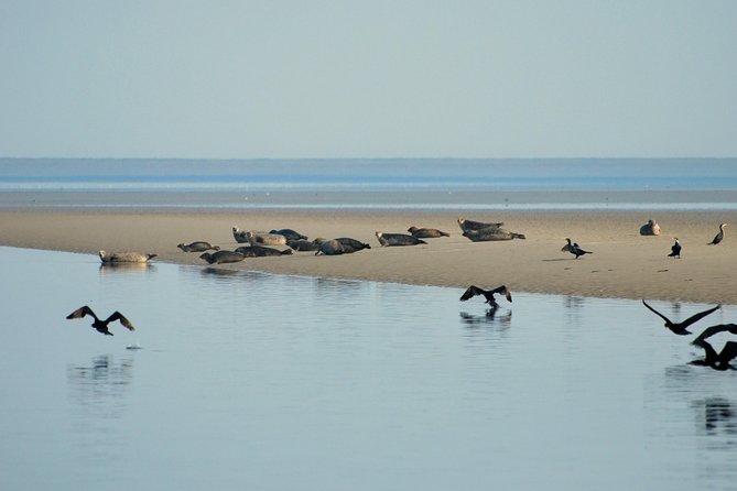 Small Group Half Day Seal Safari at UNESCO Site Waddensea from Amsterdam - The Ideal Traveler for This Tour