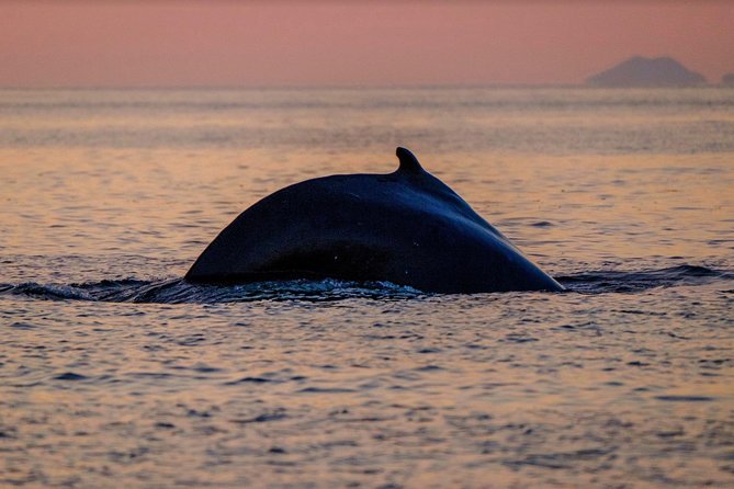 Small-group Whale Watching in the Midnight Sun from Reykjavík - The Visuals: Reykjavik from the Water