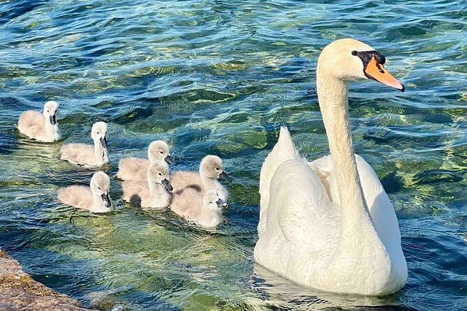 Small Group Zurich Walking Tour, Cruise and LINDT Factory - Analyzing the Cost and Value