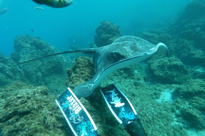 Snorkeling excursion in the Rayas and Turtles Zone - Pricing and Overall Value