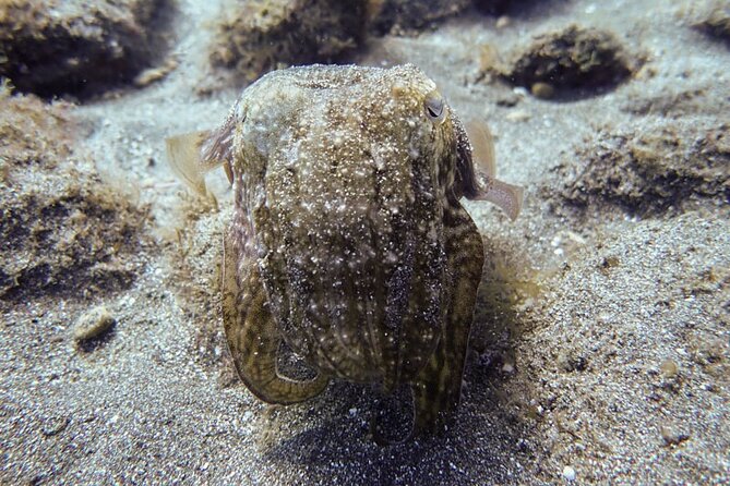 SSI Open Water, South Tenerife - Transportation, Timing, and Group Size