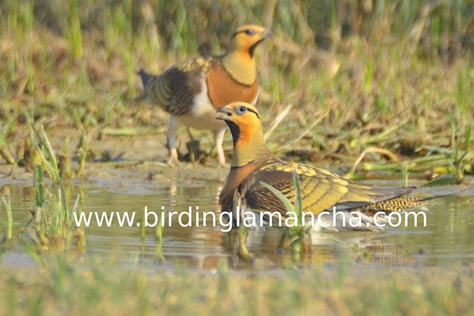 Steppe bird watching in La Mancha Toledana - Valuing the Experience