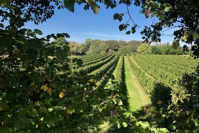 Tasting 6 wines exclusive to Azienda Giovanna Tantini - FAQ