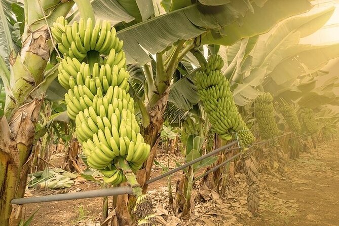 Tour to Mogán, La Aldea & Las Canteras - Big Island tour - Value for Money