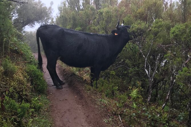 Twenty-Five Fountains Levada walks (private) - Authenticity and Reviews