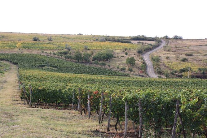 Wines of Wallachia 8 hours - Who Should Consider This Tour?