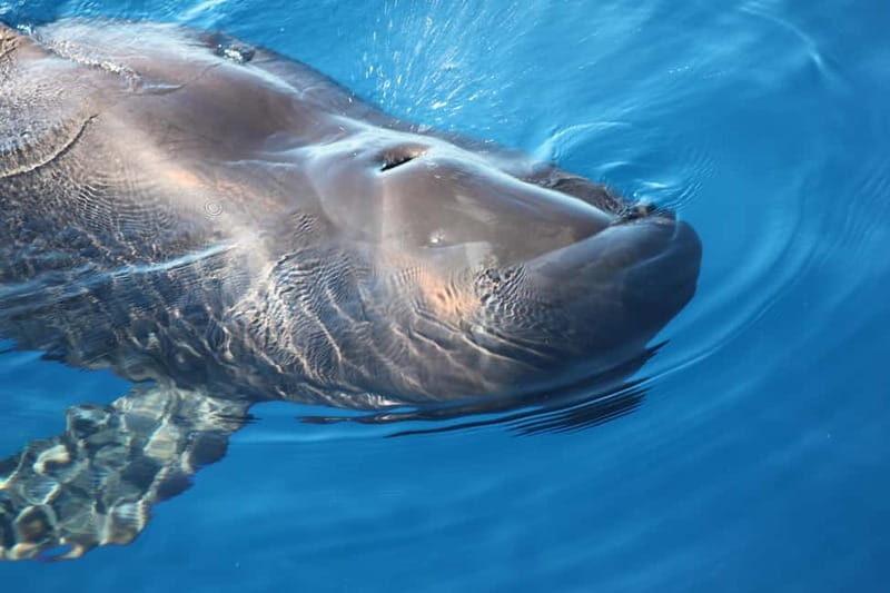 3H Shared Barrier-Free Cruise with Turtles Dolphins & Whales - Key Points