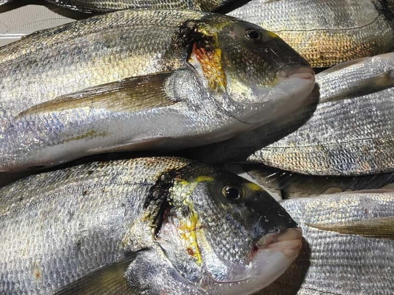 4-hour FISHING DAY by BOAT departing from Hondarribia