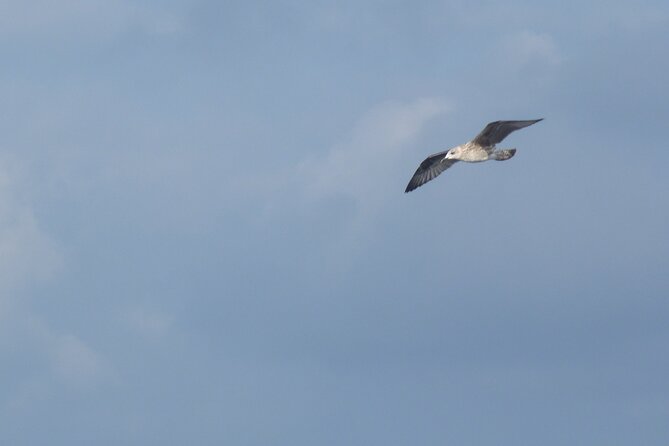 2-Day Excursion to the Columbretes Islands by Sailboat - Who Should Consider This Tour?