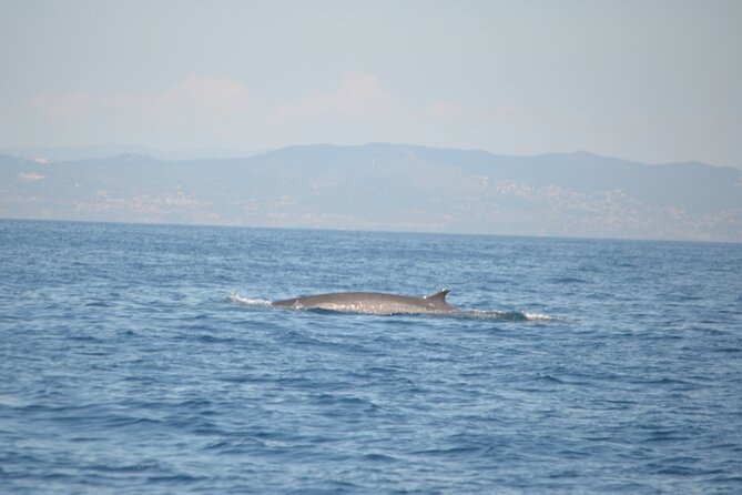 8-Hour Whale Watching in Barcelona - Food and Comfort