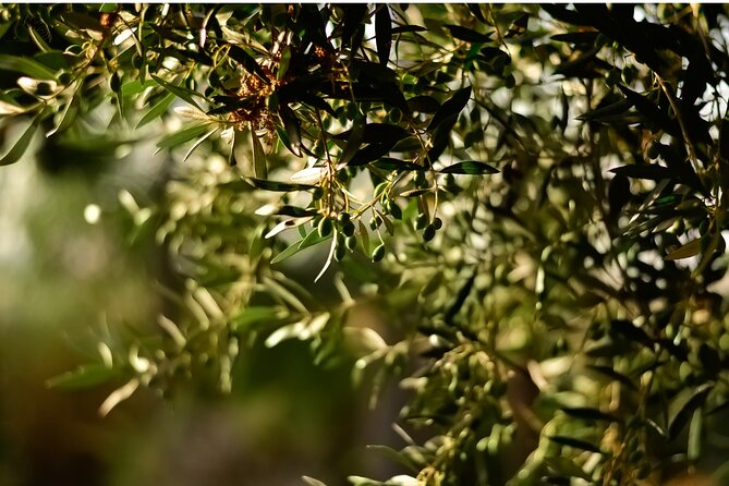 All Inclusive Pompeii, Pizza Class, Olive Oil Experience - The Sum Up