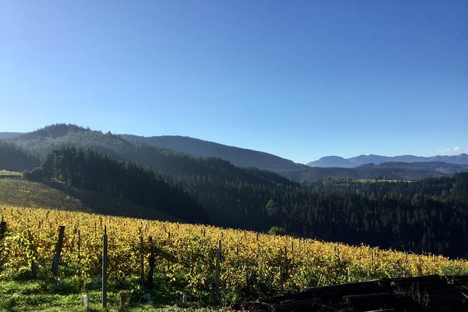 Bilbao Txakoli Wine Tour - Final Thoughts: Is It Worth It?