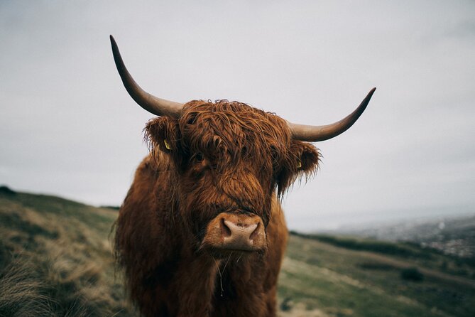 Executive Scottish Lowlands Tour - The Sum Up