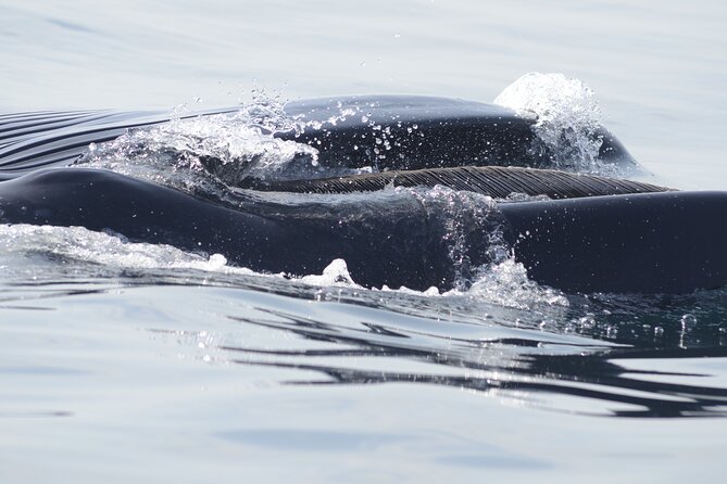 Feathers & Scales - Reviews and Authentic Voices