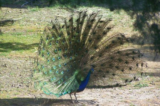 Filerimos Hill & Butterflies Valley Adventure! - Authentic Experiences and Authenticity