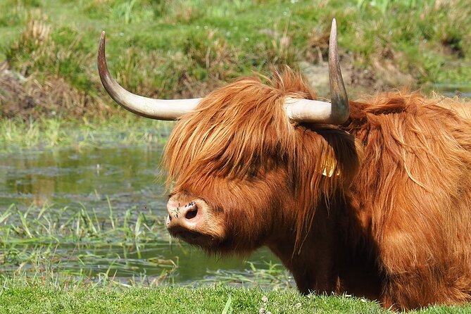 Glenfinnan Viaduct & The Great Glen Private Tour from Inverness - Practical Tips for Travelers