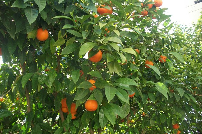 Home made Greek Yogurt Class - Final Thoughts