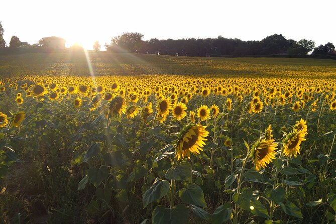 Land of painters - the origins of the Tuscan landscape - Practical Details and Tips