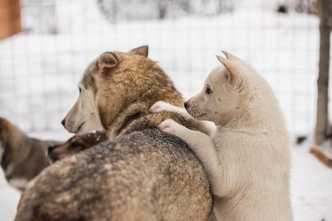 Lapland Reindeer and Husky Safari from Rovaniemi - Wrapping It Up