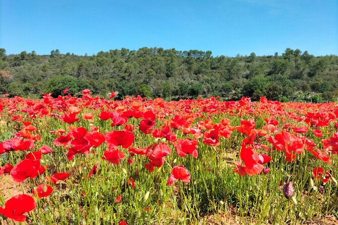 Mediterranean Dream : Cassis, Calanques Boat Ride & Appetizer - Summary of the Experience’s Strengths and Considerations