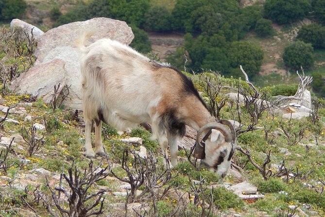 Naxos: Hike to the Top of the Cyclades - Mount Zas - Final Thoughts
