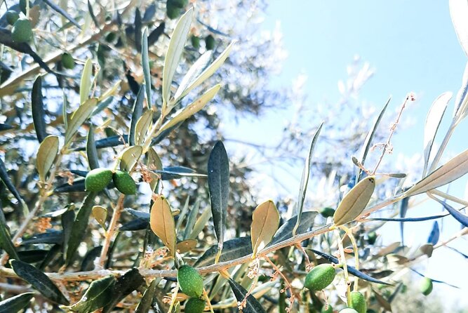 Private tour in Nafplio with Olive oil Tasting Tour in Corinth - Who Should Consider This Tour?